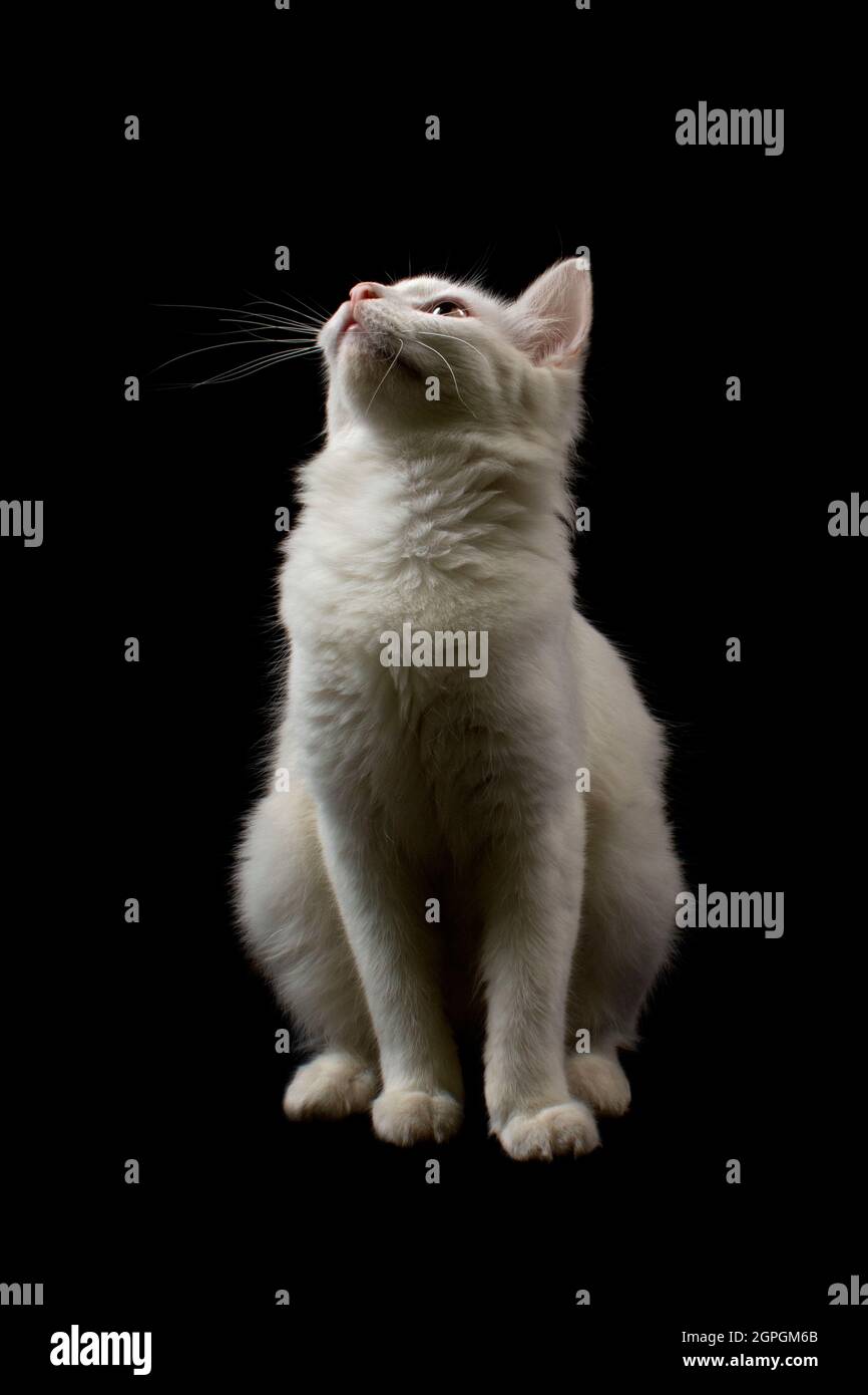 Cute white cat Stock Photo - Alamy