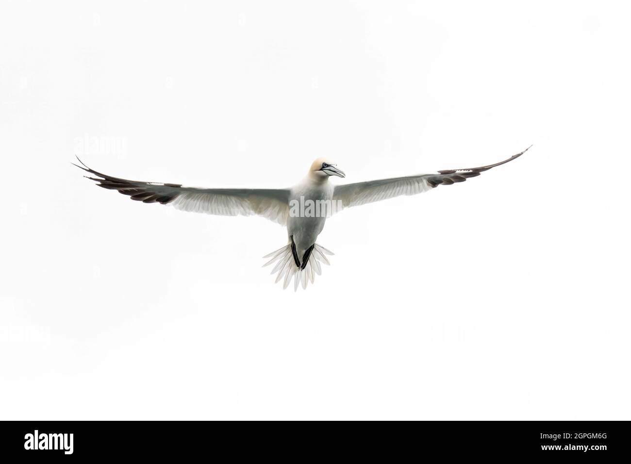 Northern edge Cut Out Stock Images & Pictures - Alamy