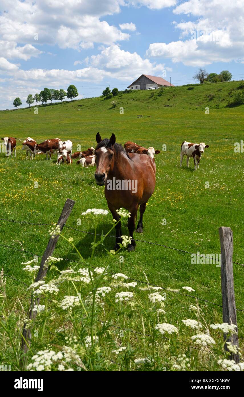 Comtois horse hi-res stock photography and images - Alamy