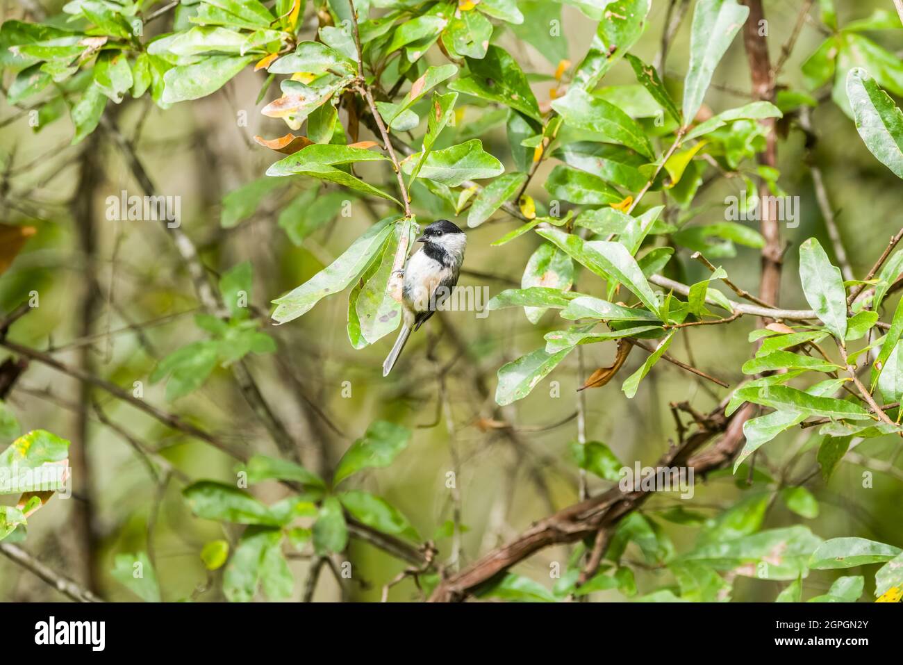 Closeup view of a chickadee bird holding on a leaf of a water oak tree ...