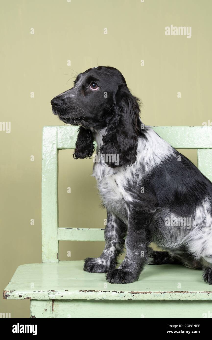 A Full body portrait of a cute English cocker spaniel sitting on a ...