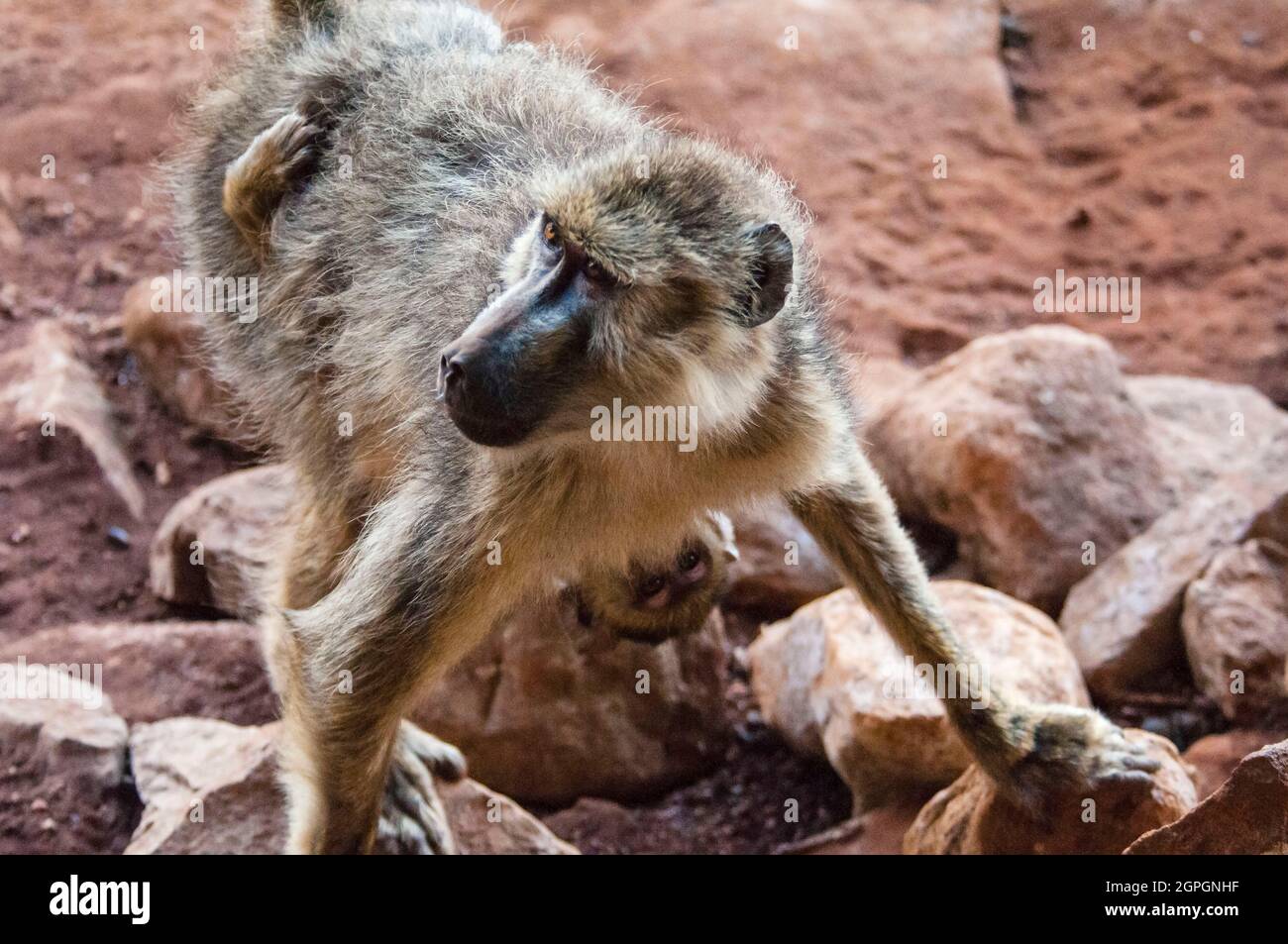 Kenya, Tsavo East National Park, Olive baboon (Papio anubis), mother ...