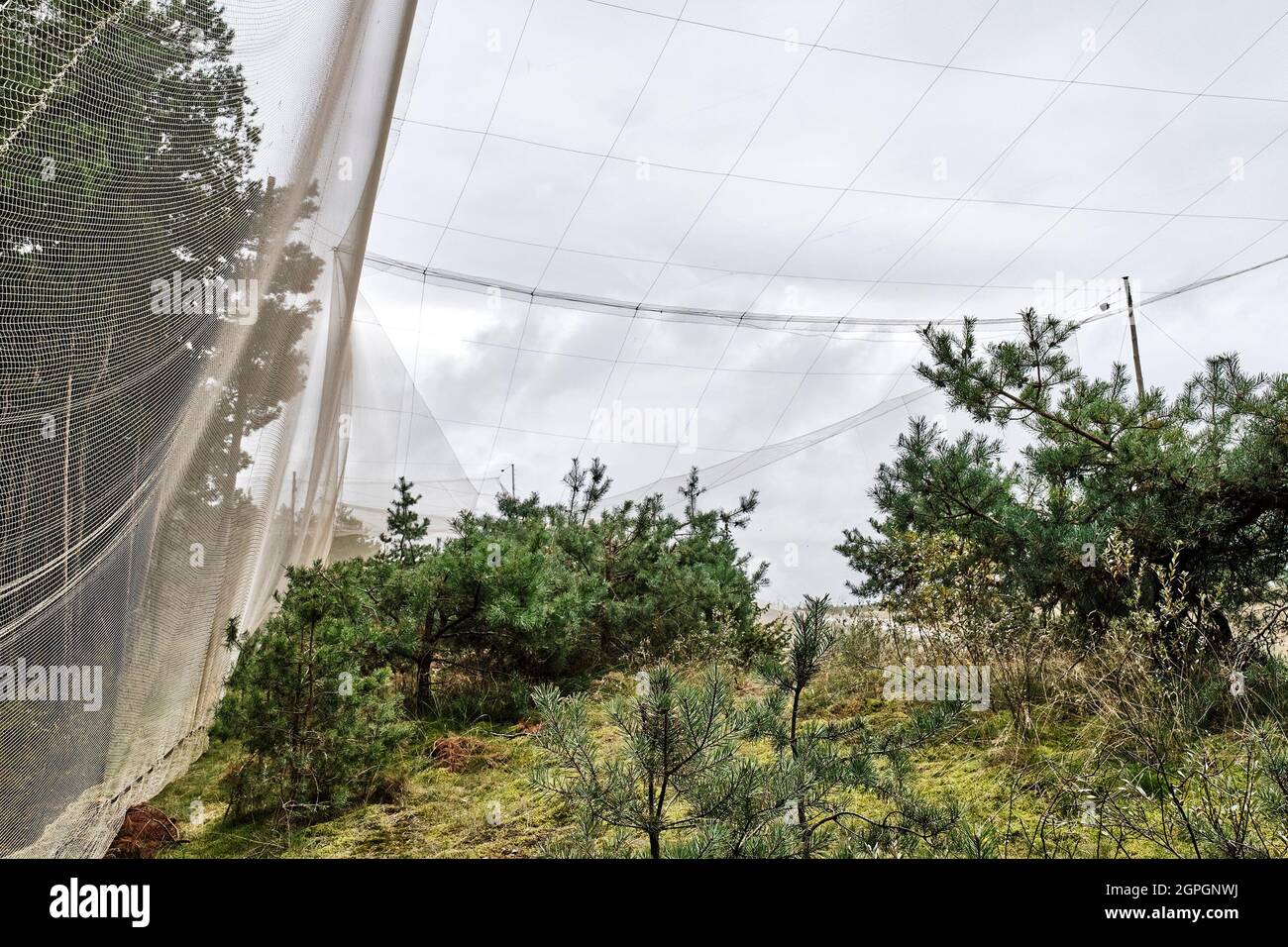 Mesh as trap for birds. Biological station for banding of birds and ...