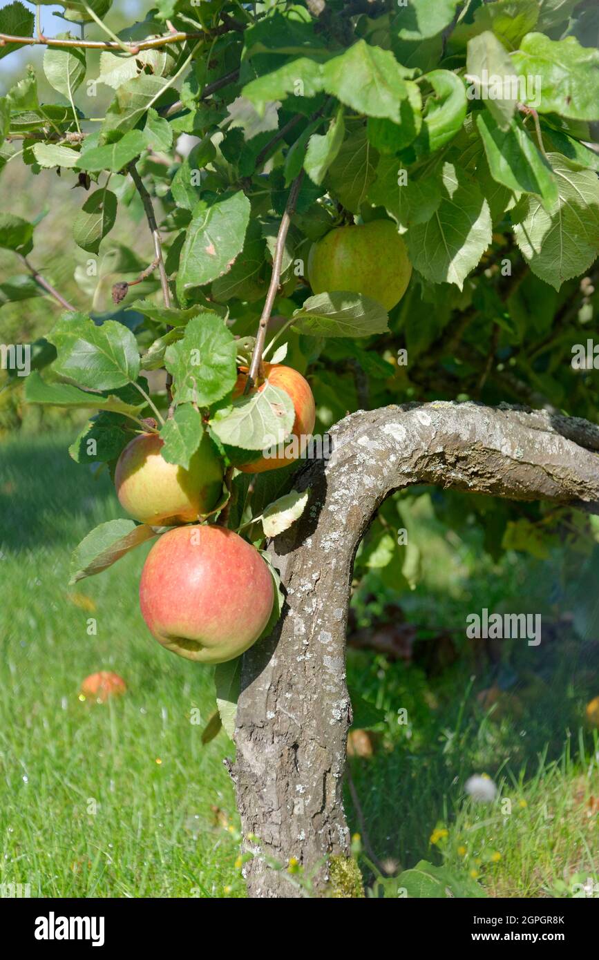 Normandy france apples hi-res stock photography and images - Alamy