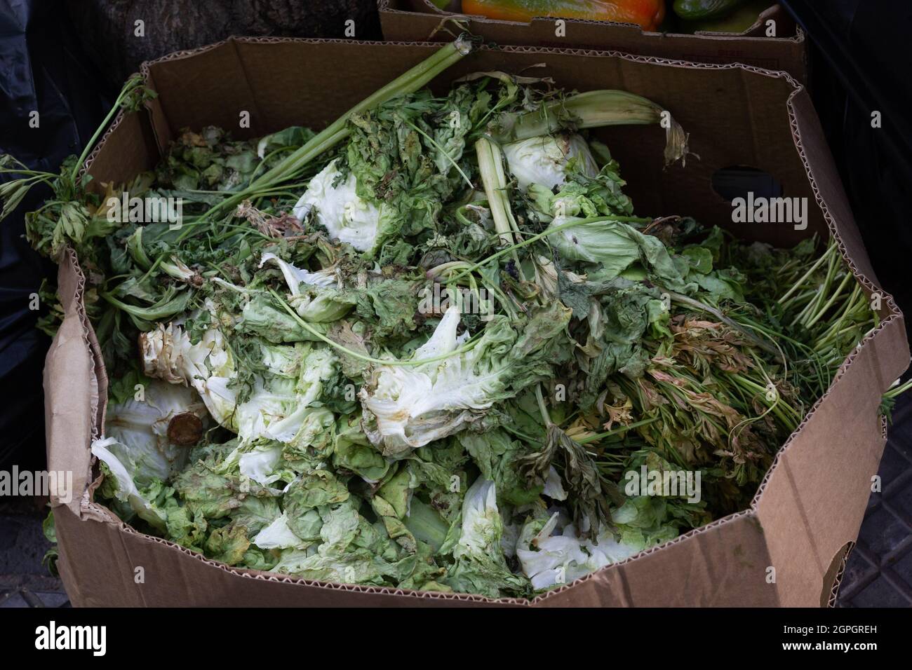 Spoiled lettuces in trash cardboard box. Vegetable shop waste, rotten ...