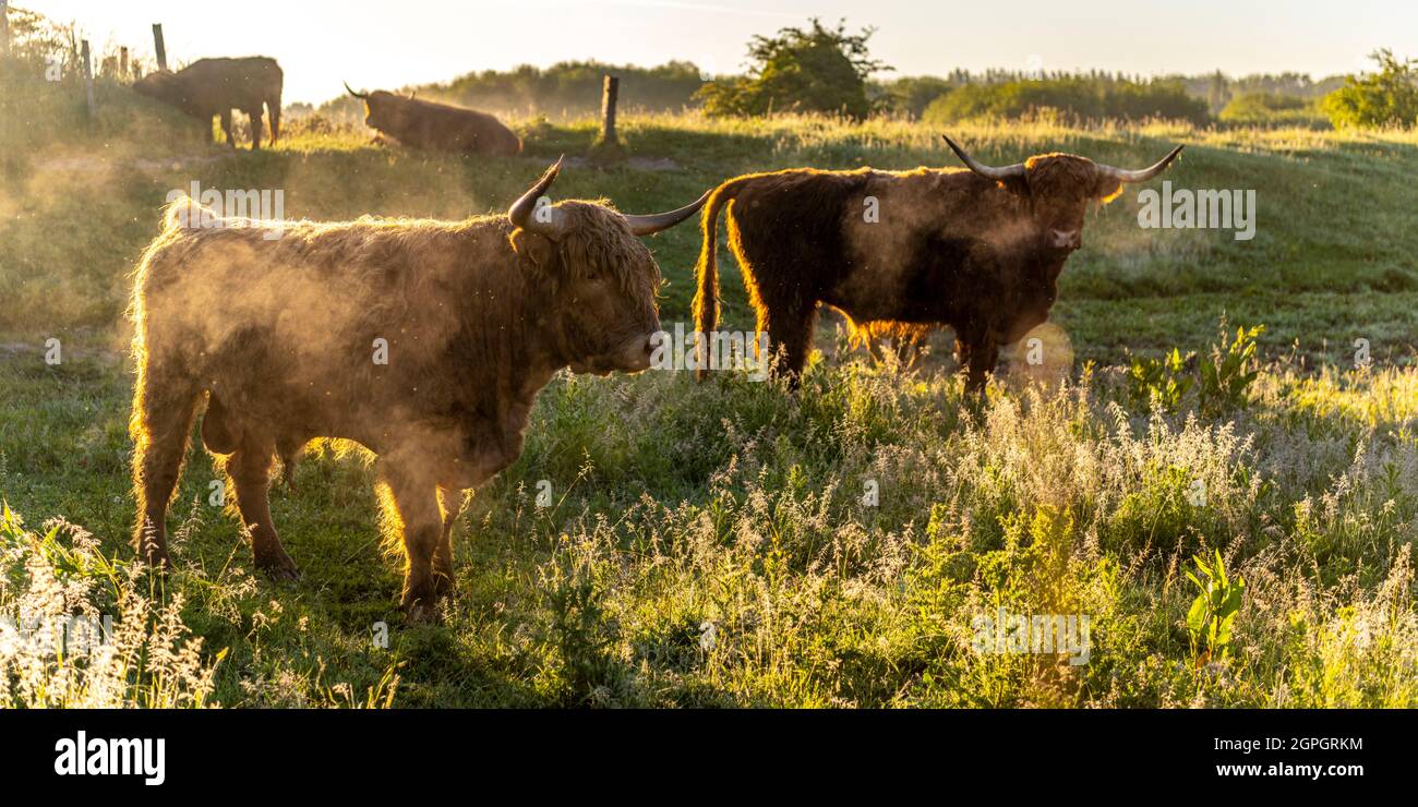 France, Somme (80), Baie de Somme, Noyelles-sur-mer, Highland Cattle ...