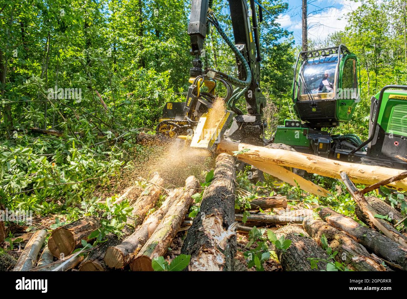 France, Val d'Oise, Montmorency Forest, feller cutting chestnut trees ...