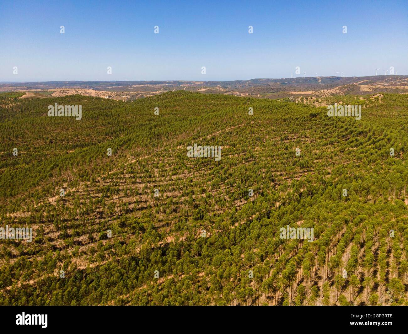 Portugal, Algarve, Monchique, Eucalyptus forest (aerial view Stock ...