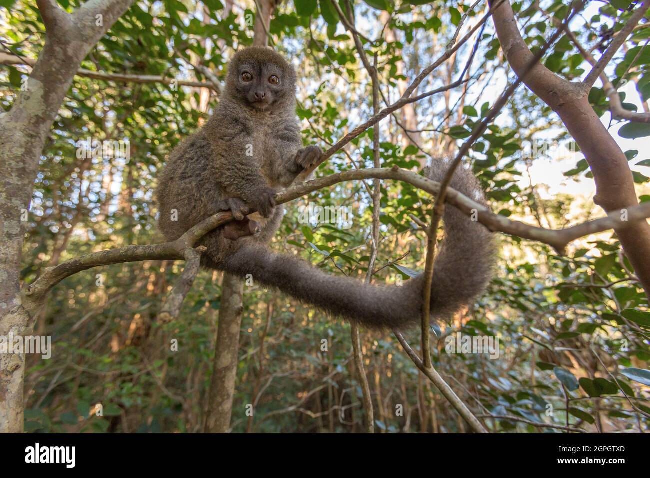 Madagascar, Alaotra-Mangoro, Andasibe-Mantadia national park, gray ...