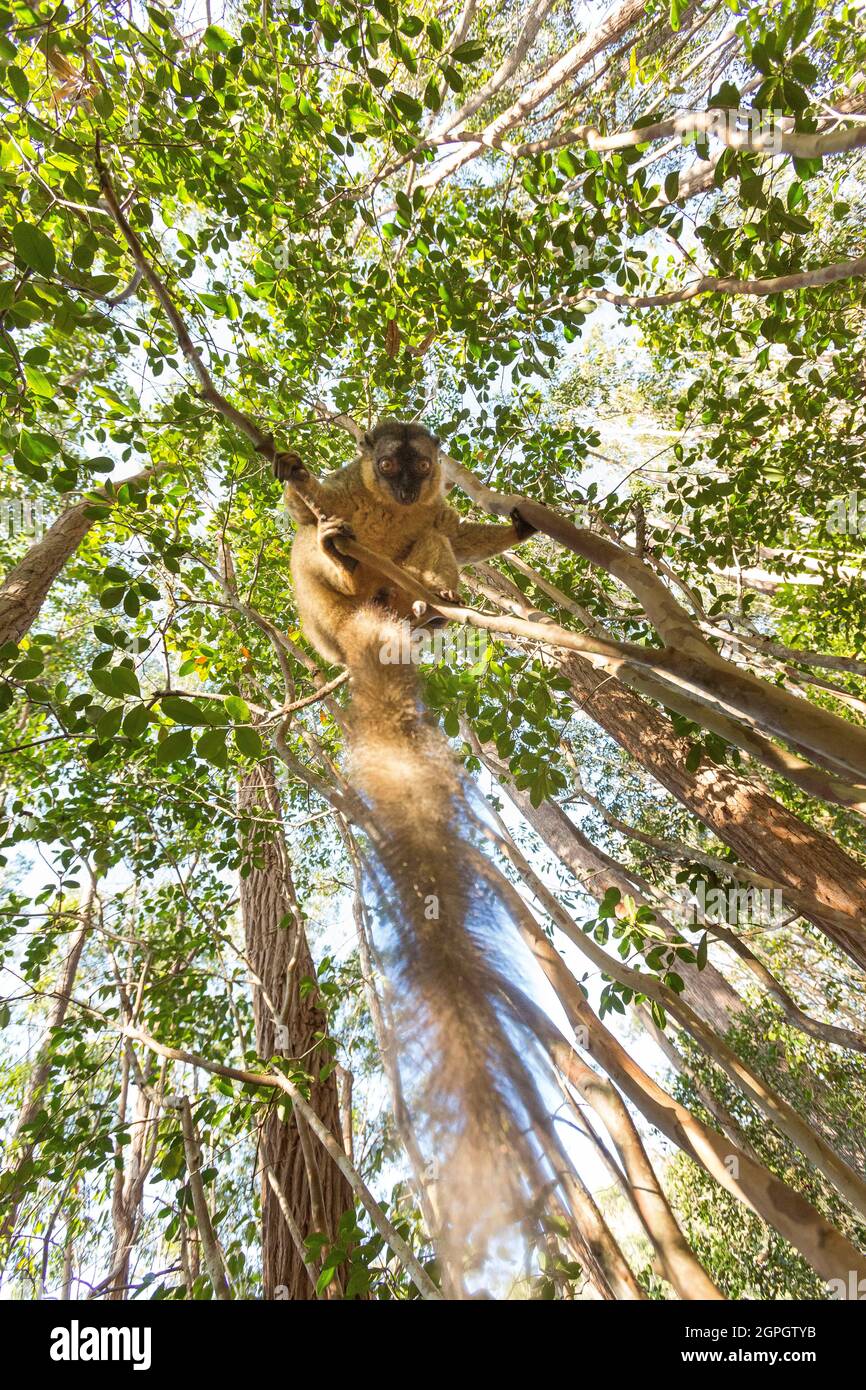Madagascar, Alaotra-Mangoro, Andasibe-Mantadia national park, Eulemur ...
