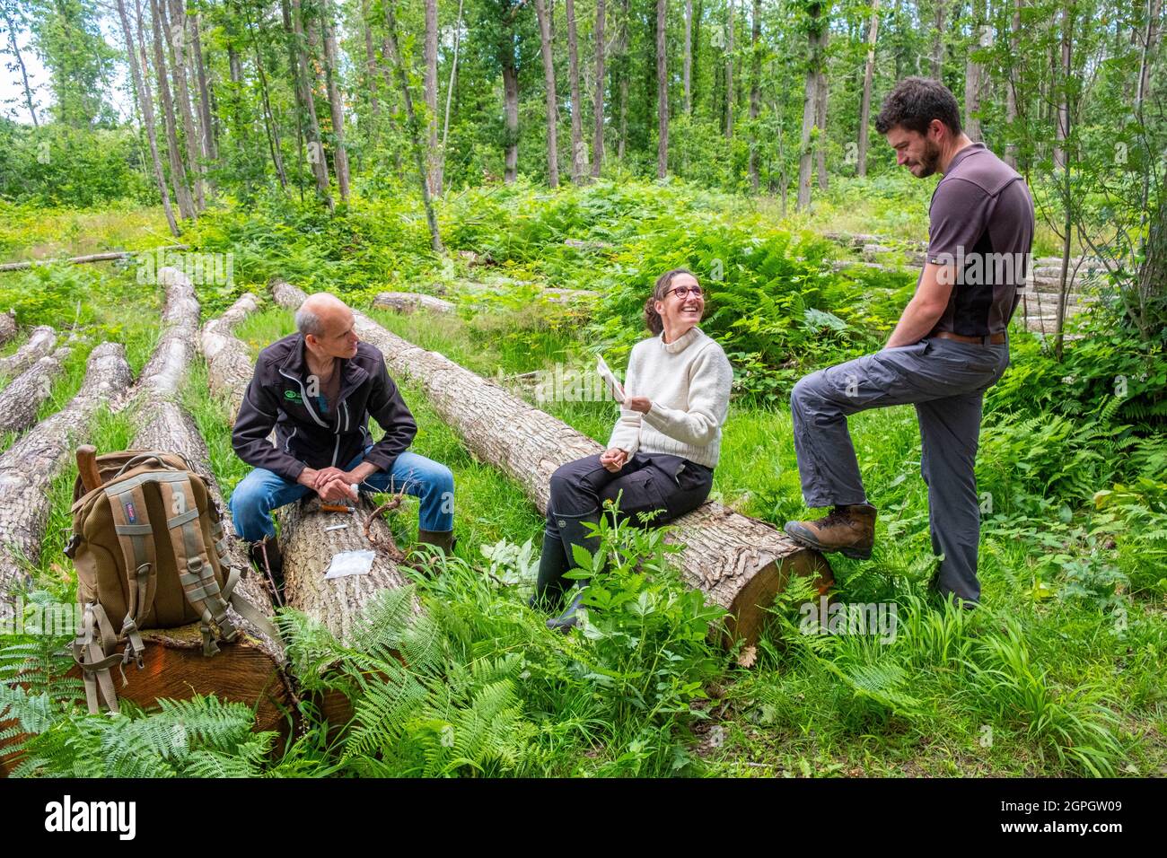 France, Val d'Oise, Montmorency forest, Ink disease (pathogen ...