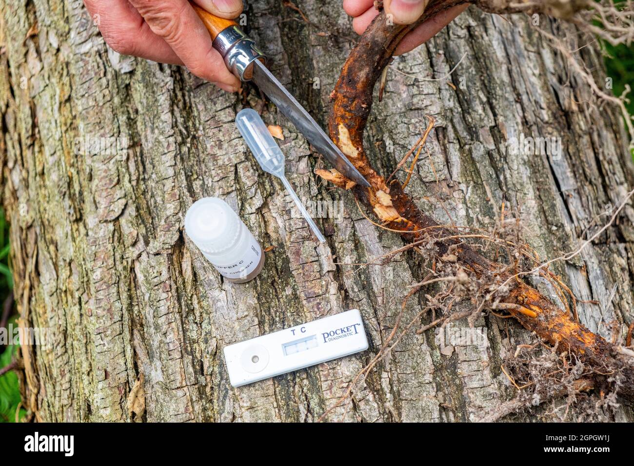 France, Val d'Oise, Montmorency forest, Ink disease (pathogen ...