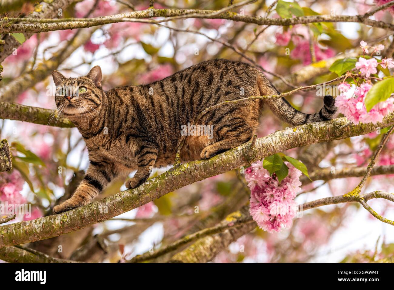 France, Somme, Marcheville, The cat Minette climbed in a prunus to try ...