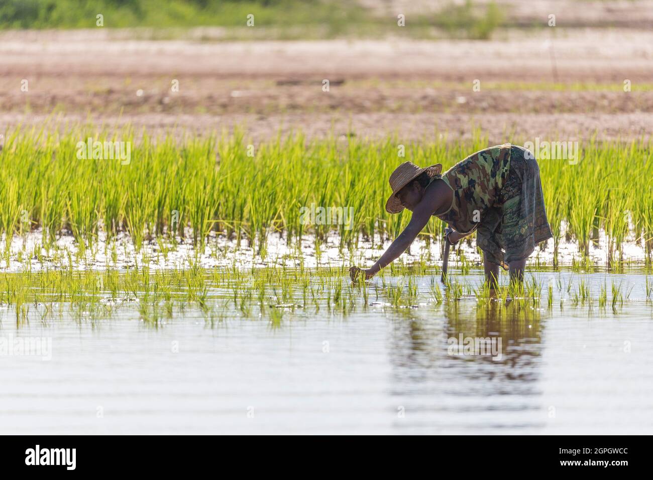 Madagascar, Menabe region, Bemaraha massif, the Tsiribihina river, rice ...