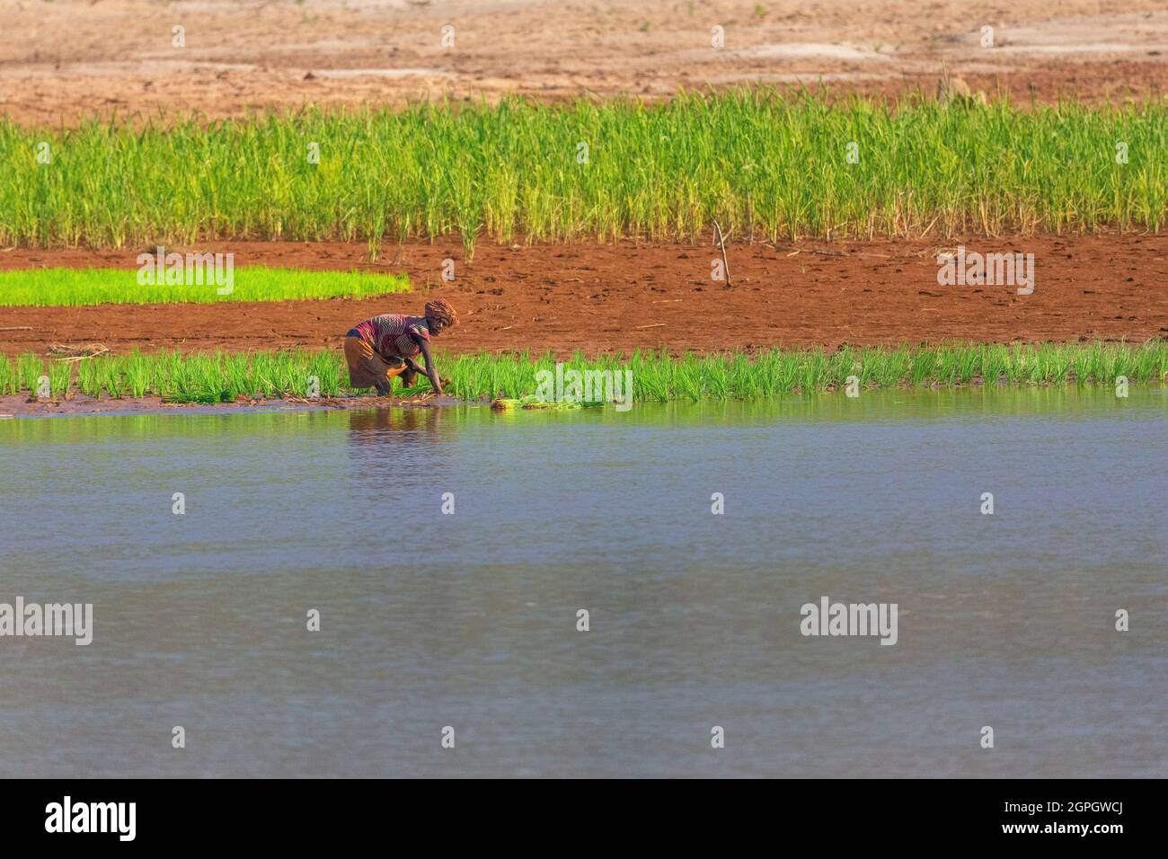 Madagascar, Menabe region, Bemaraha massif, the Tsiribihina river, a ...