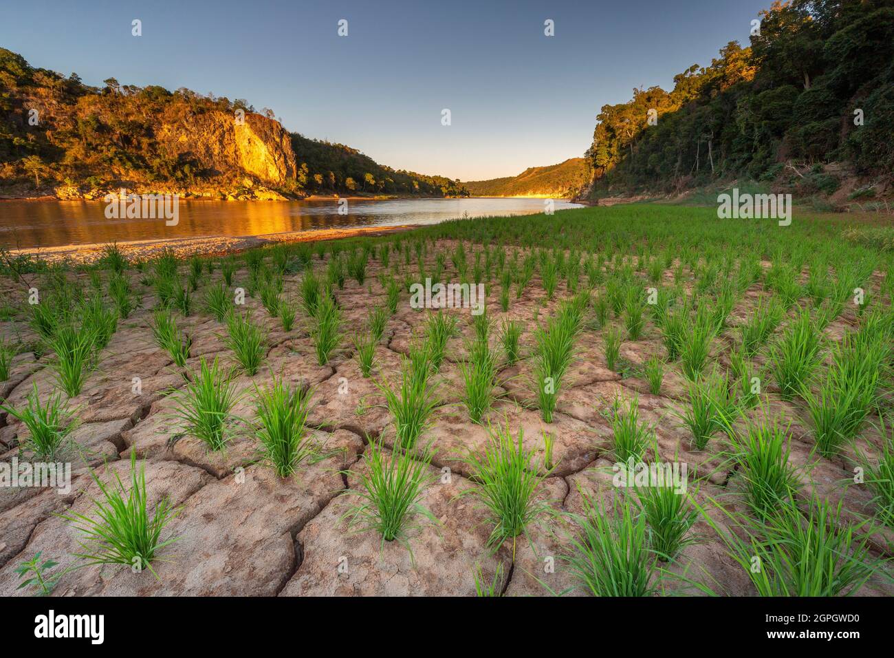 Madagascar, Menabe region, Bemaraha massif, the Tsiribihina river, rice ...