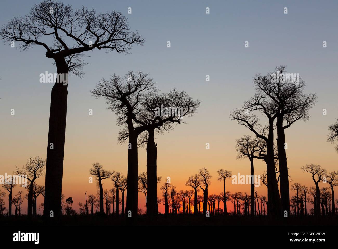 Madagascar, Menabe region, Grandidier baobab forest (Adansonia ...