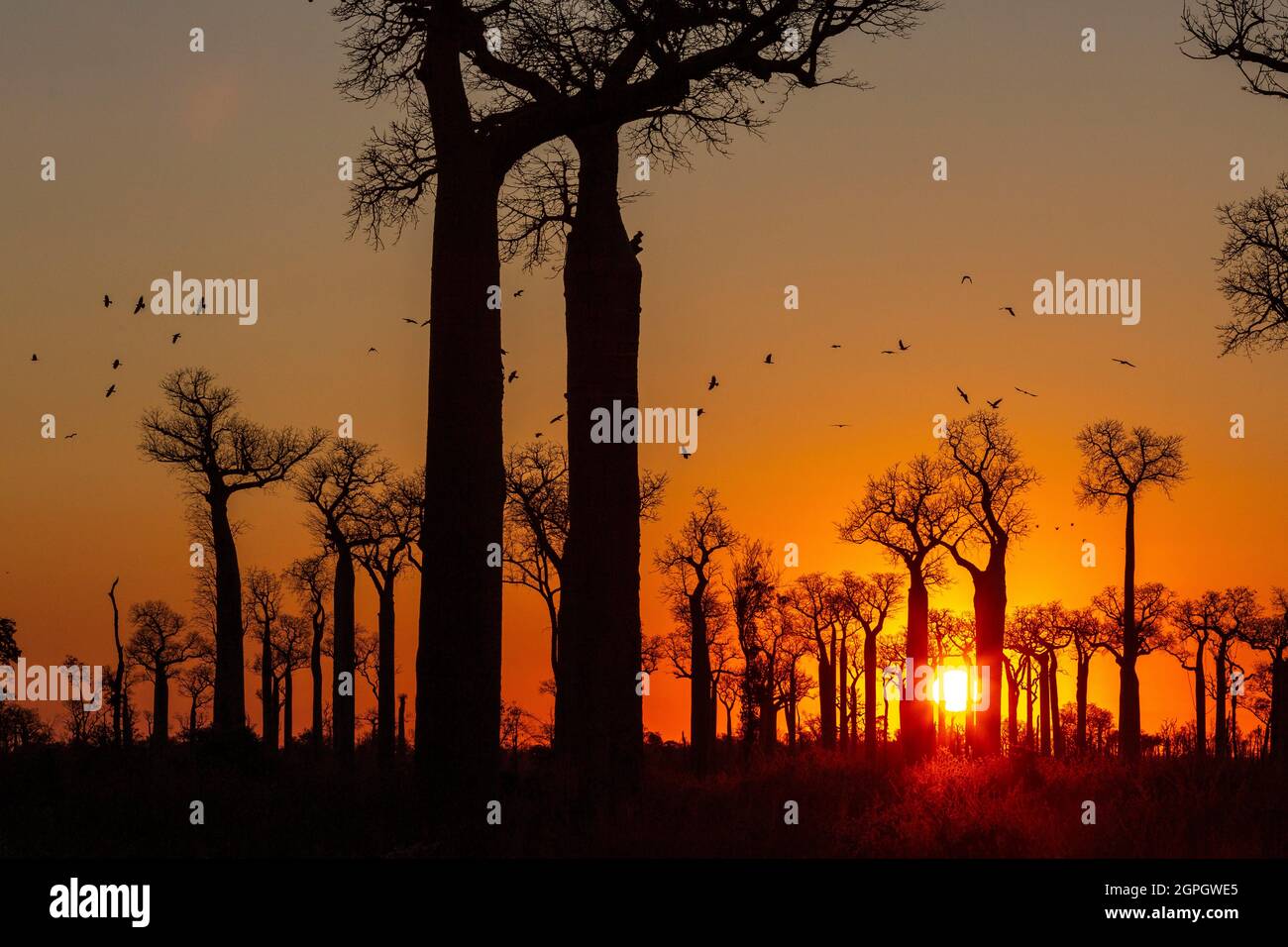 Madagascar, Menabe region, Grandidier baobab forest (Adansonia ...