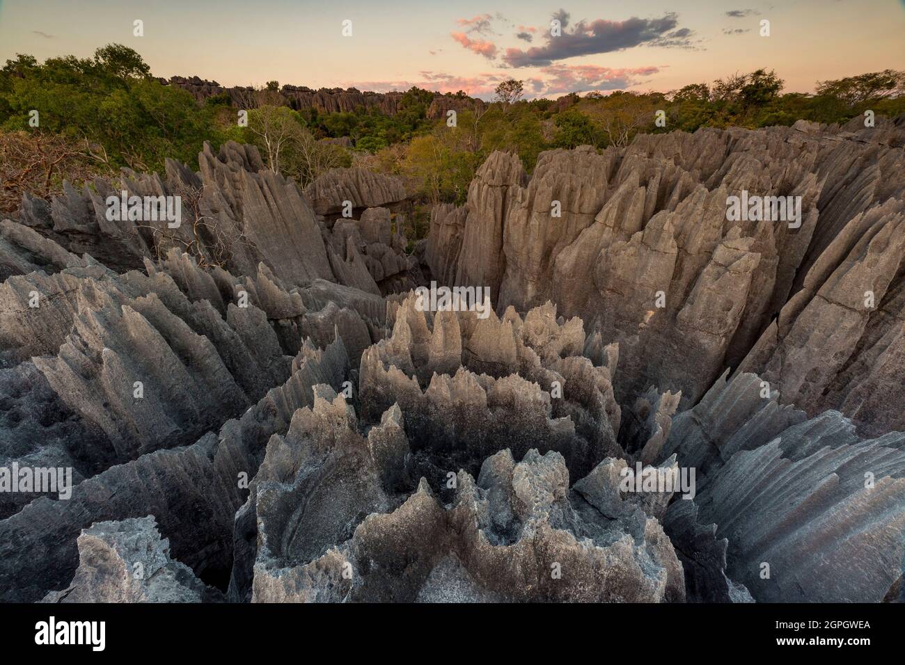 Madagascar, Melaky region, Tsingy de Bemaraha national park, Tsingy de ...