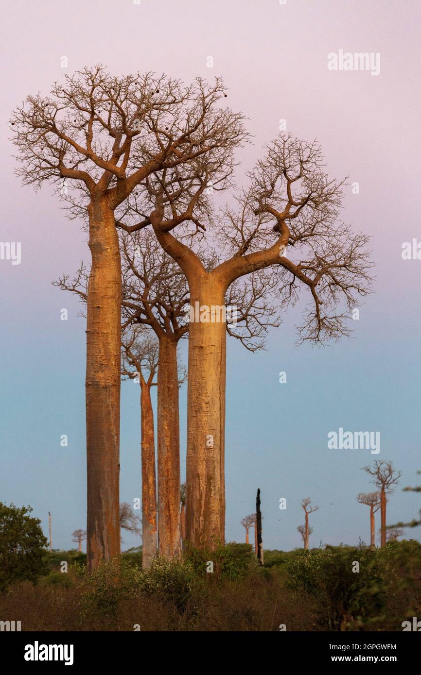 Madagascar, Menabe region, Grandidier baobab forest (Adansonia ...