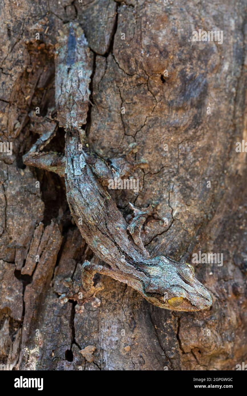 Madagascar, East, gecko, Uroplatus sikorae Stock Photo - Alamy