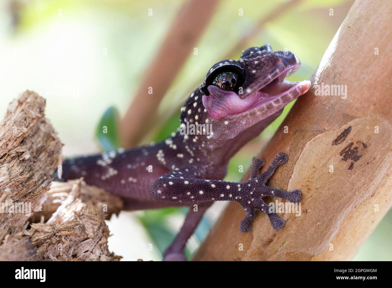Masobe gecko hi-res stock photography and images - Alamy