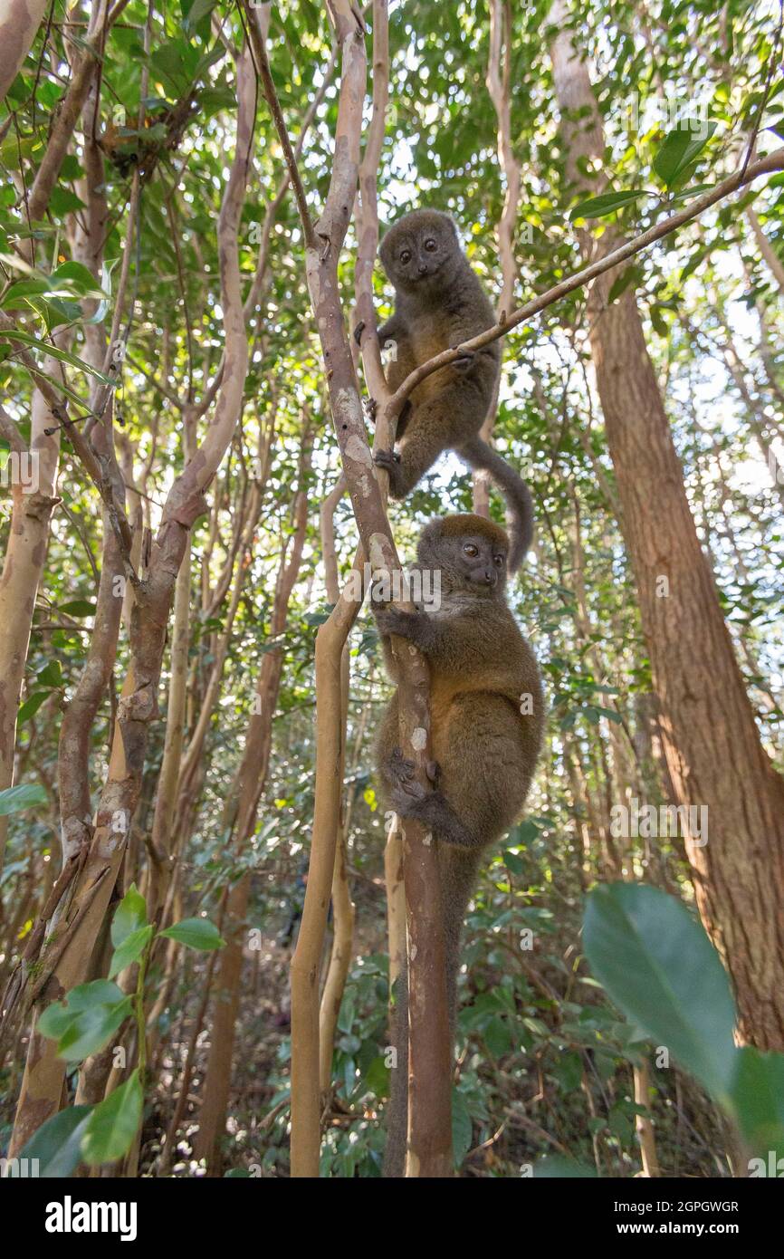 Madagascar, Alaotra-Mangoro, Andasibe-Mantadia national park, gray ...