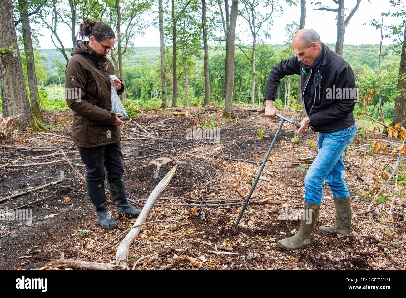 France, Val d'Oise, Montmorency forest, Ink disease (Phytophthora ...