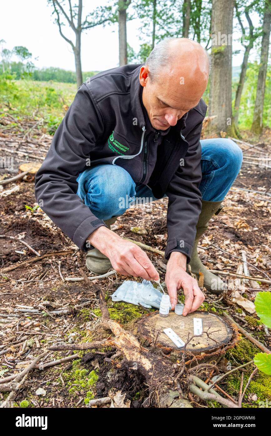 France, Val d'Oise, Montmorency forest, Ink disease (Phytophthora ...