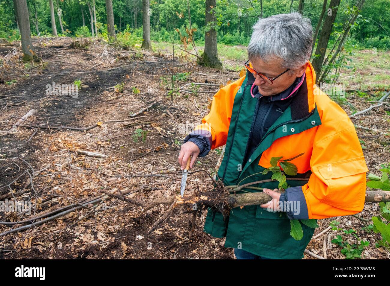 France, Val d'Oise, Montmorency forest, Ink disease (Phytophthora ...