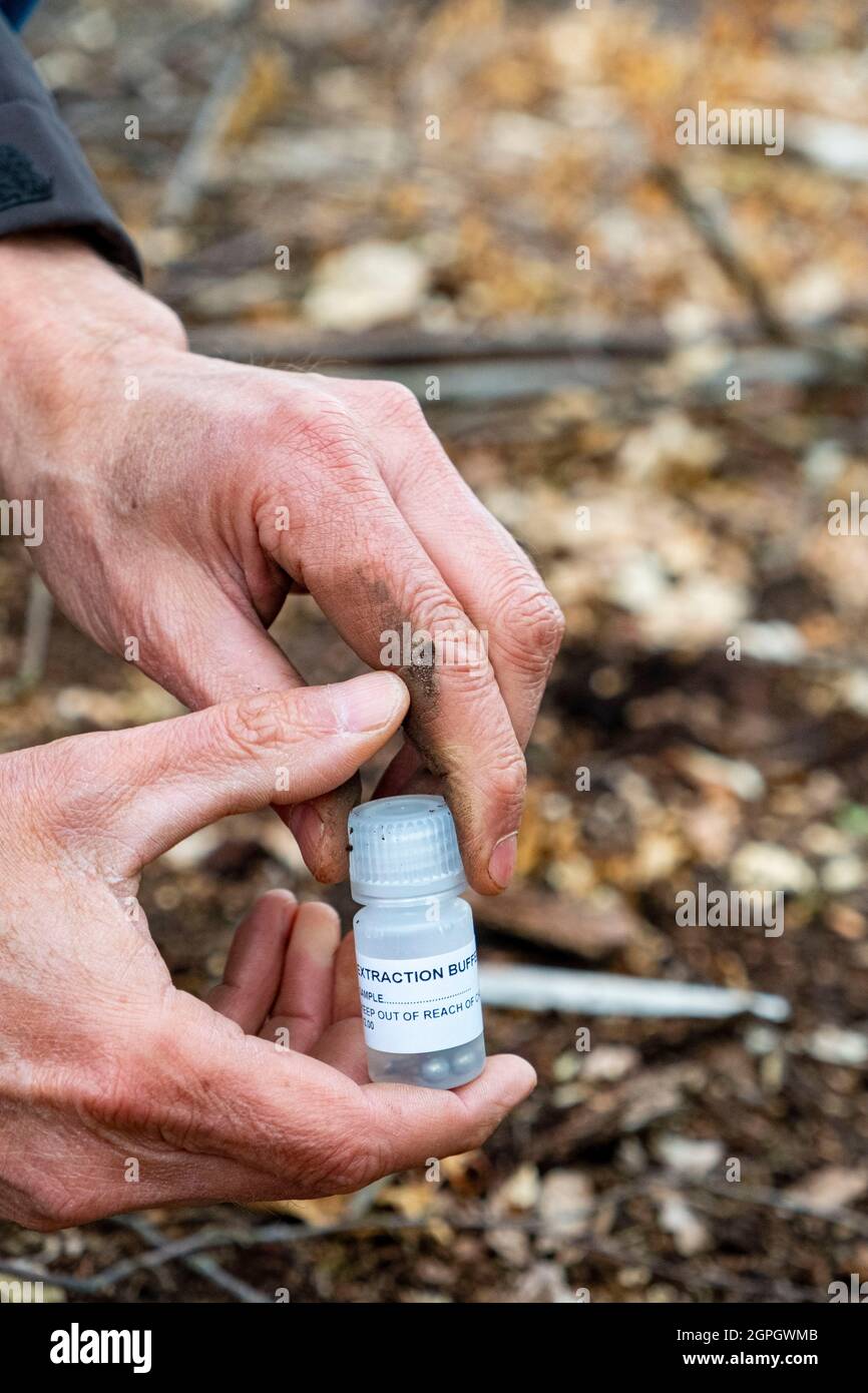 France, Val d'Oise, Montmorency forest, Ink disease (Phytophthora ...