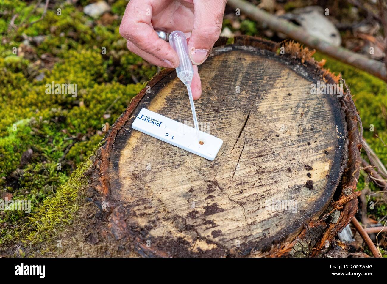 France, Val d'Oise, Montmorency forest, Ink disease (Phytophthora ...