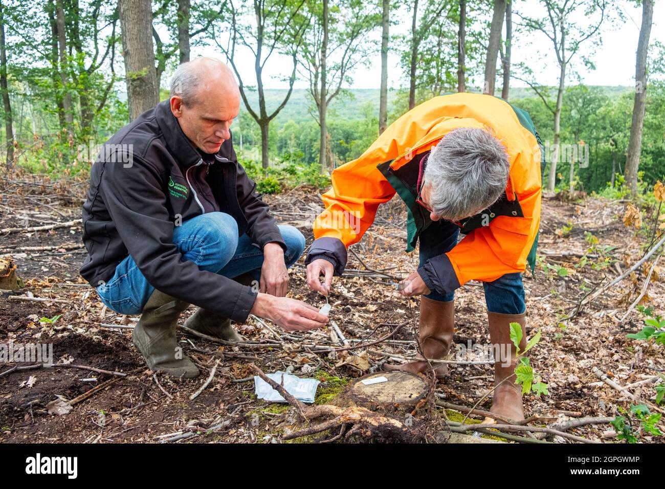 France, Val d'Oise, Montmorency forest, Ink disease (Phytophthora ...