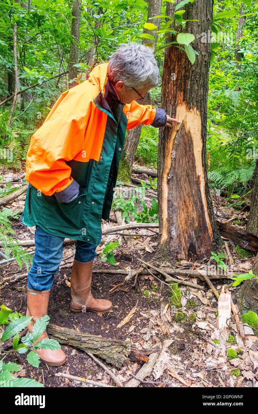 France, Val d'Oise, Montmorency forest, Ink disease (Phytophthora ...