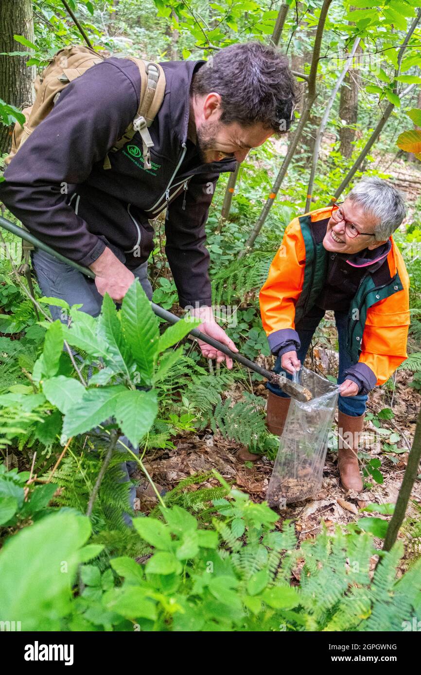 France, Val d'Oise, Montmorency forest, Ink disease (Phytophthora ...