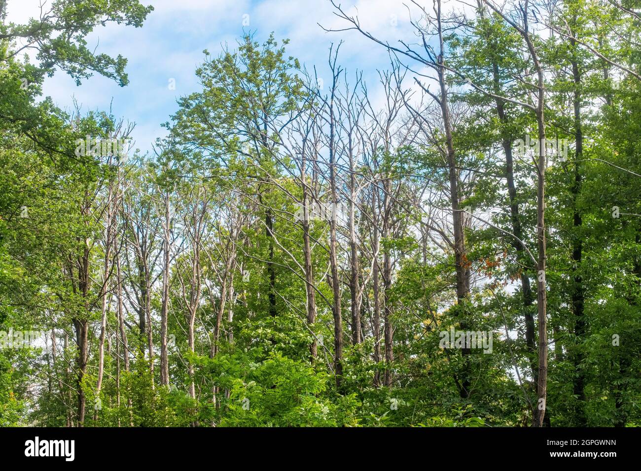 France, Val d'Oise, Montmorency forest, Ink disease (Phytophthora ...