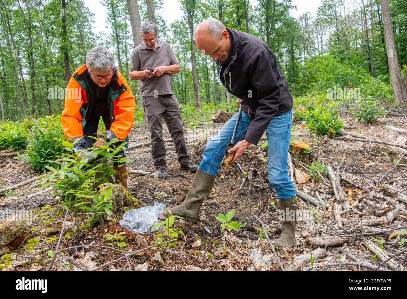 France, Val d'Oise, Montmorency forest, Ink disease (Phytophthora ...