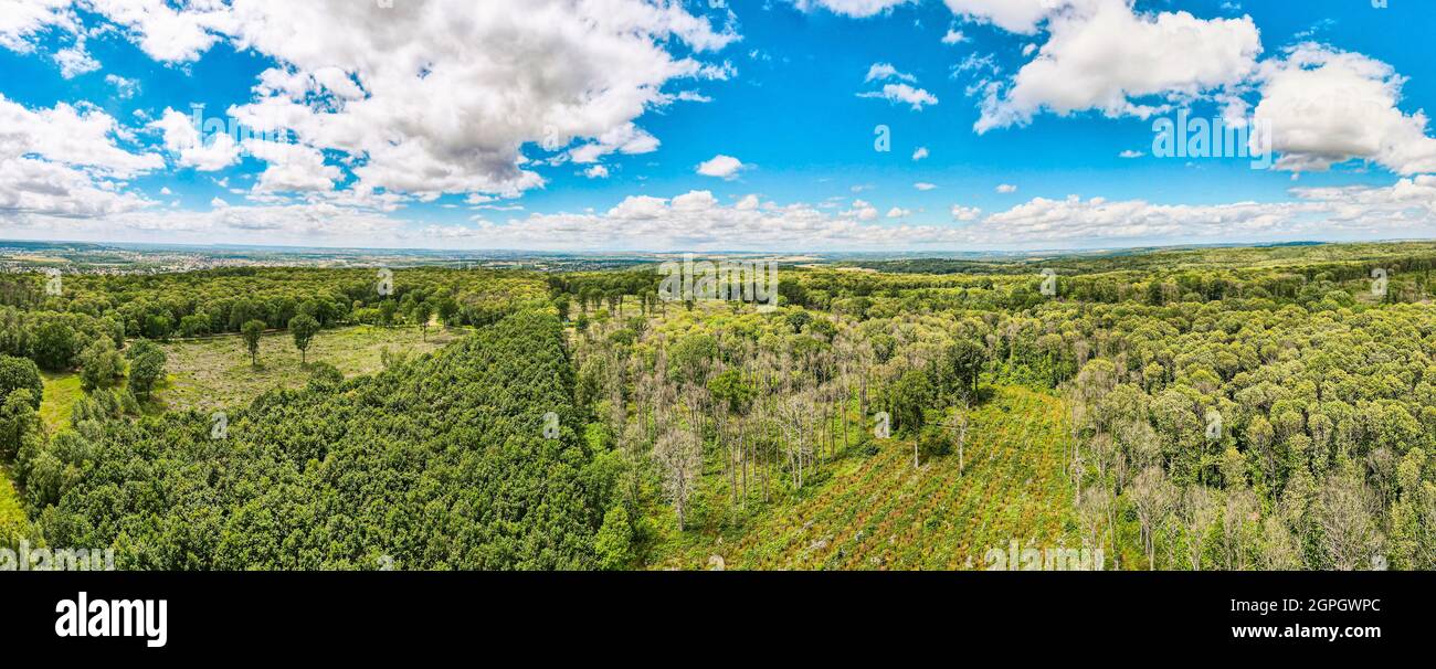 France, Val d'Oise, Montmorency forest, Ink disease (Phytophthora ...