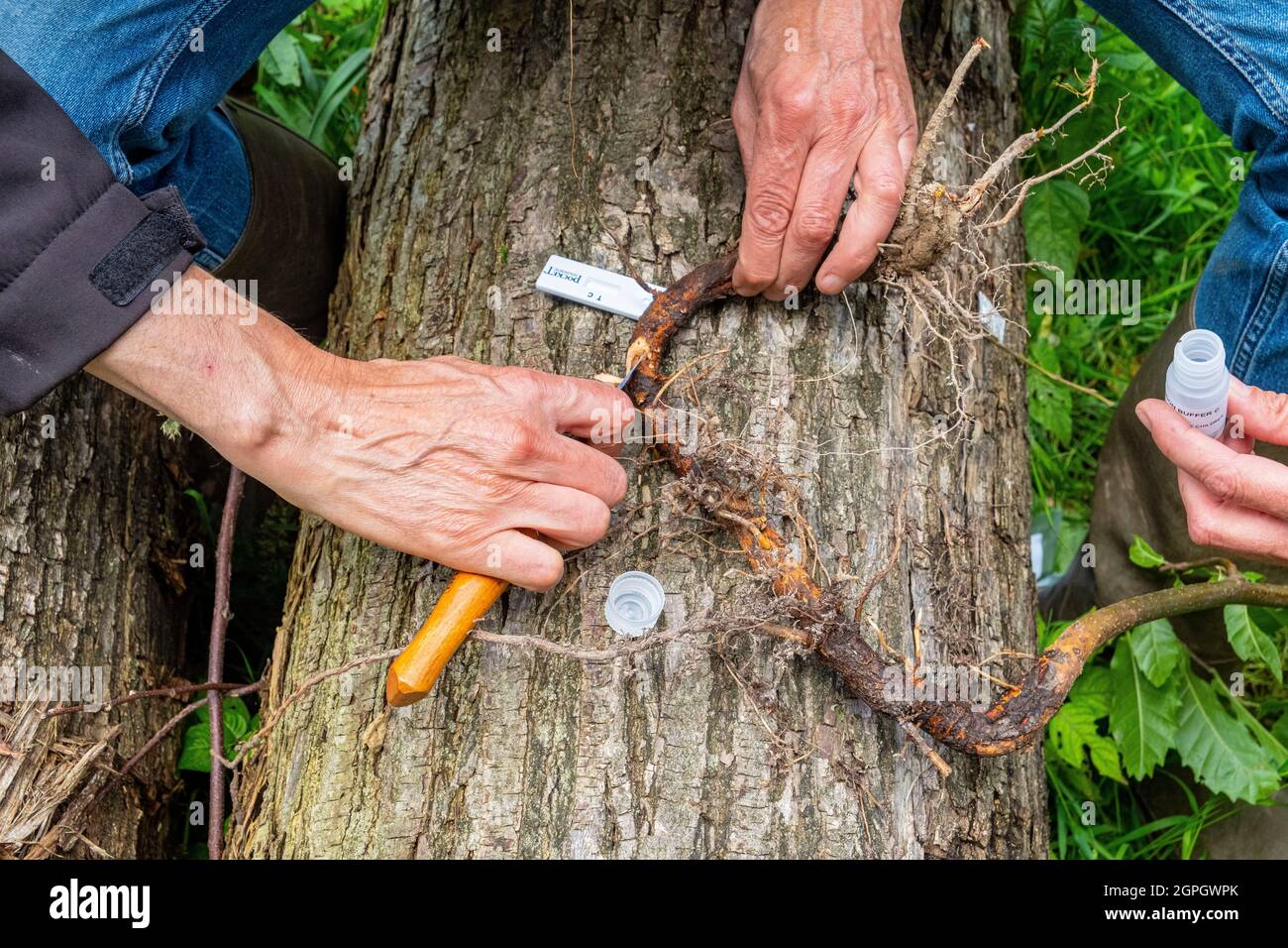 France, Val d'Oise, Montmorency forest, Ink disease (Phytophthora ...