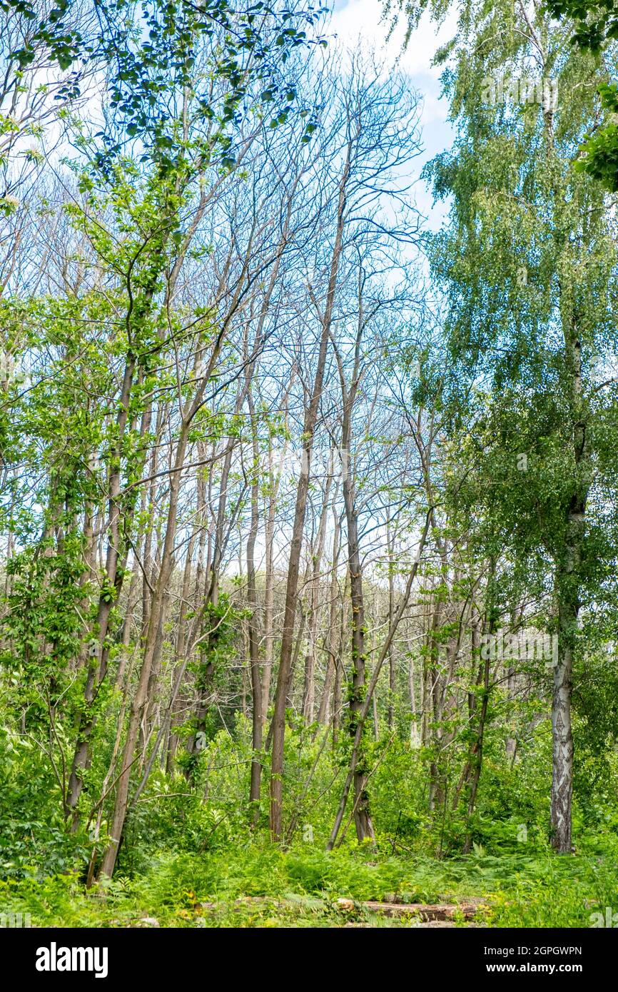 France, Val d'Oise, Montmorency forest, Ink disease (Phytophthora ...