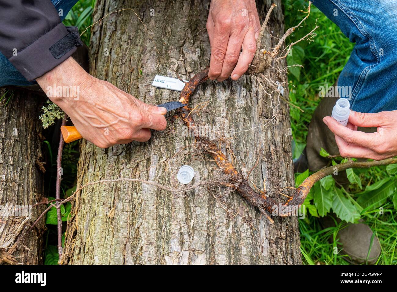 France, Val d'Oise, Montmorency forest, Ink disease (Phytophthora ...