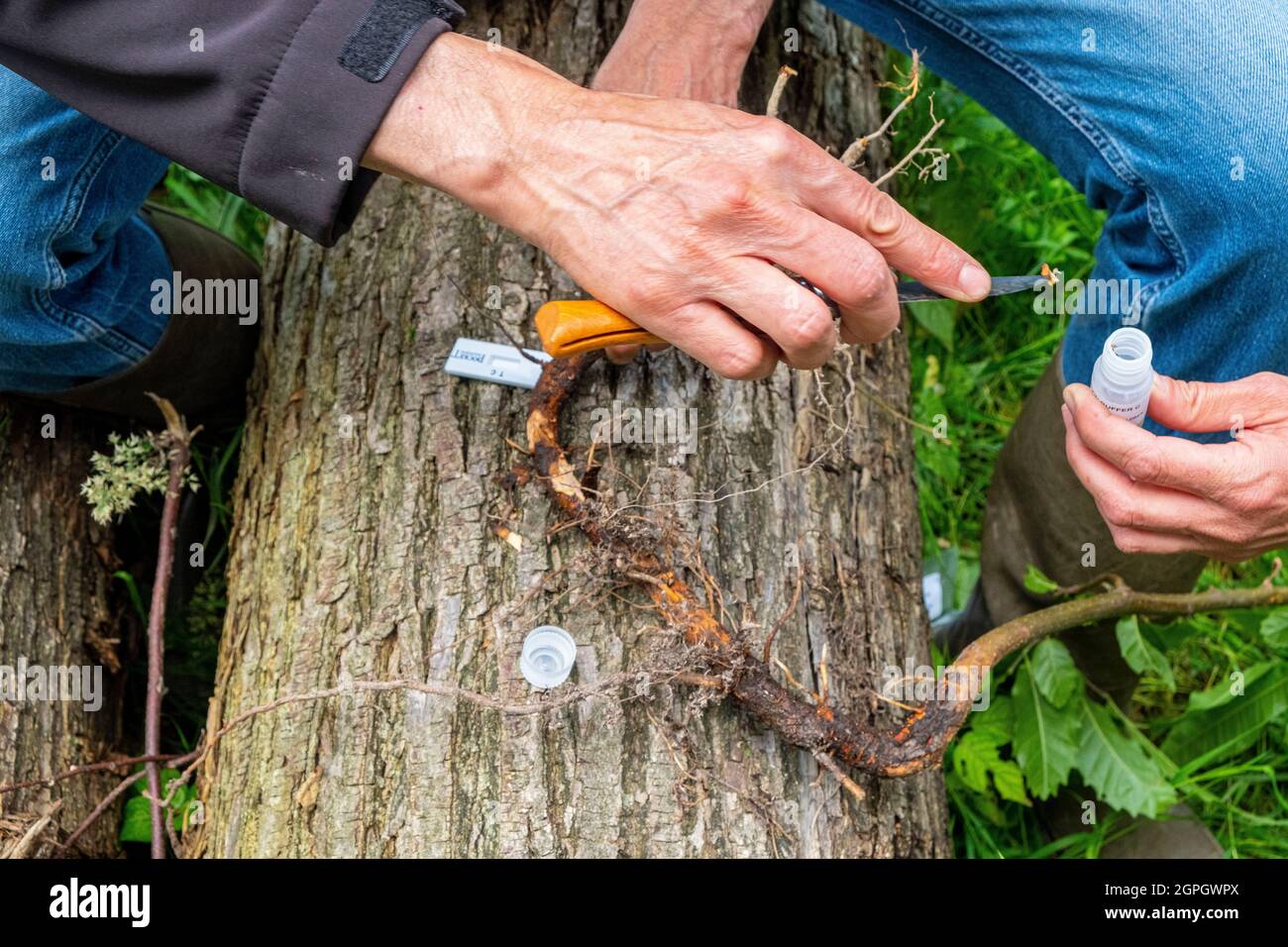 France, Val d'Oise, Montmorency forest, Ink disease (Phytophthora ...