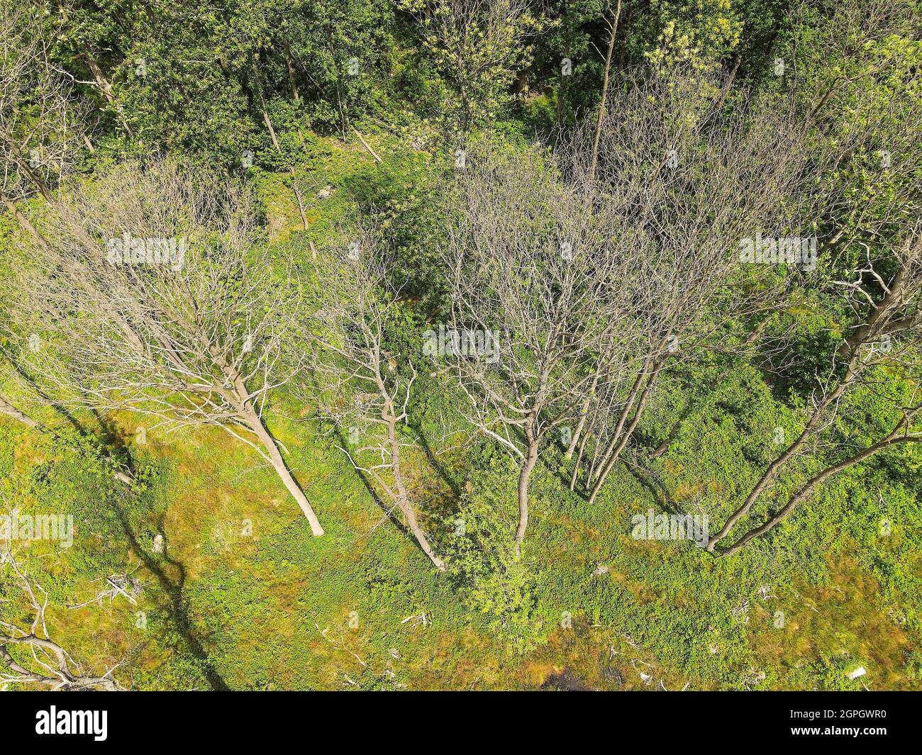 France, Val d'Oise, Montmorency forest, Ink disease (Phytophthora ...