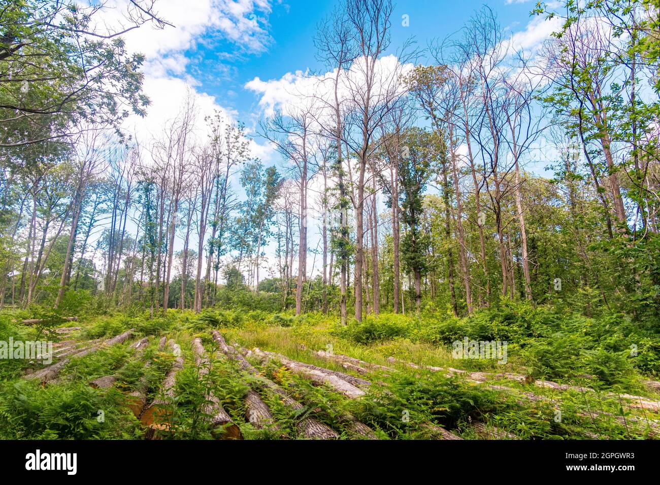 France, Val d'Oise, Montmorency forest, Ink disease (Phytophthora ...
