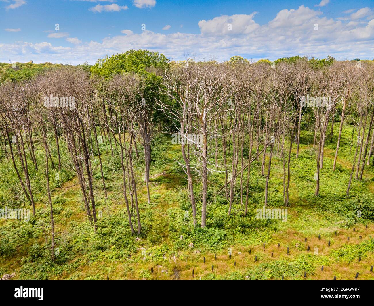 France, Val d'Oise, Montmorency forest, Ink disease (Phytophthora ...