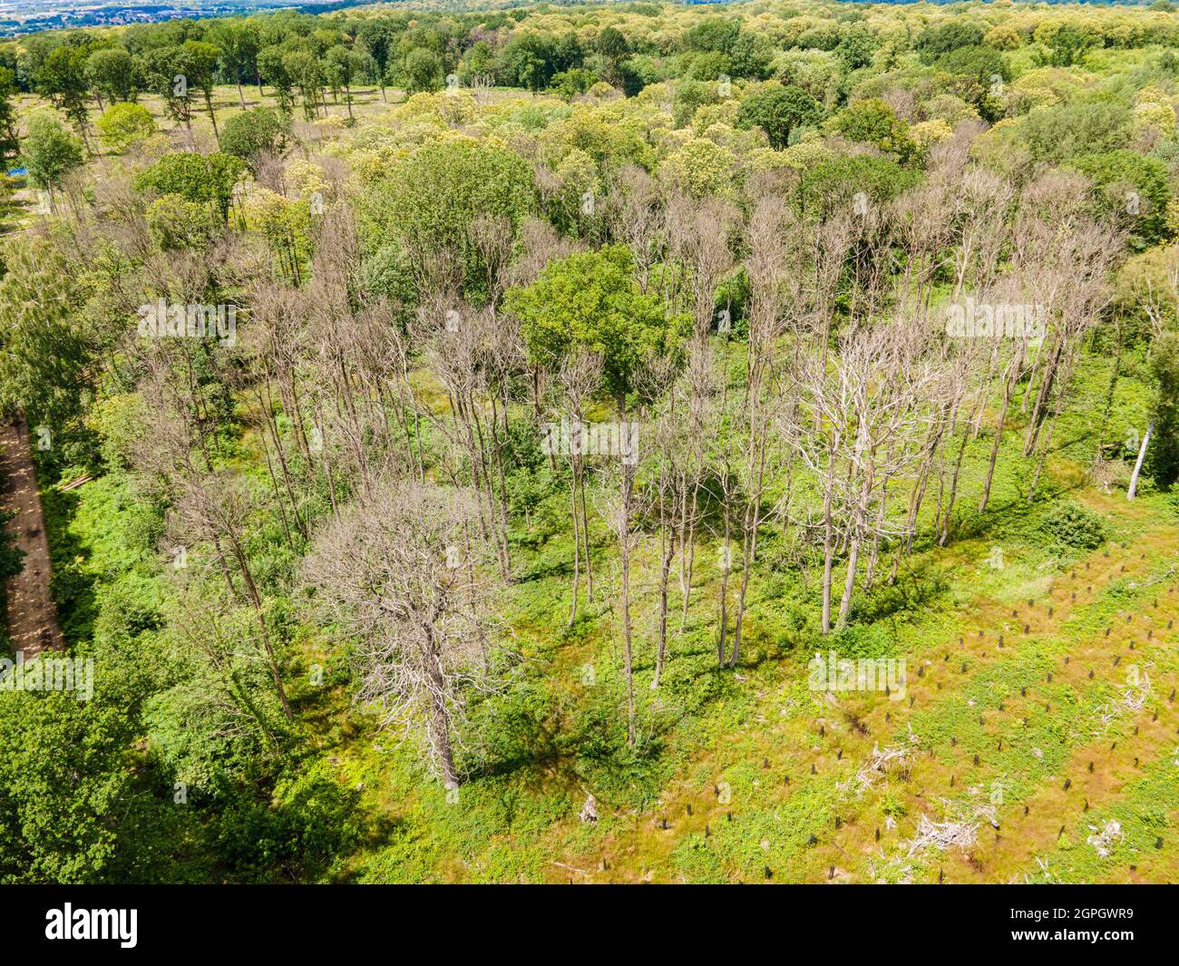 France, Val d'Oise, Montmorency forest, Ink disease (Phytophthora ...