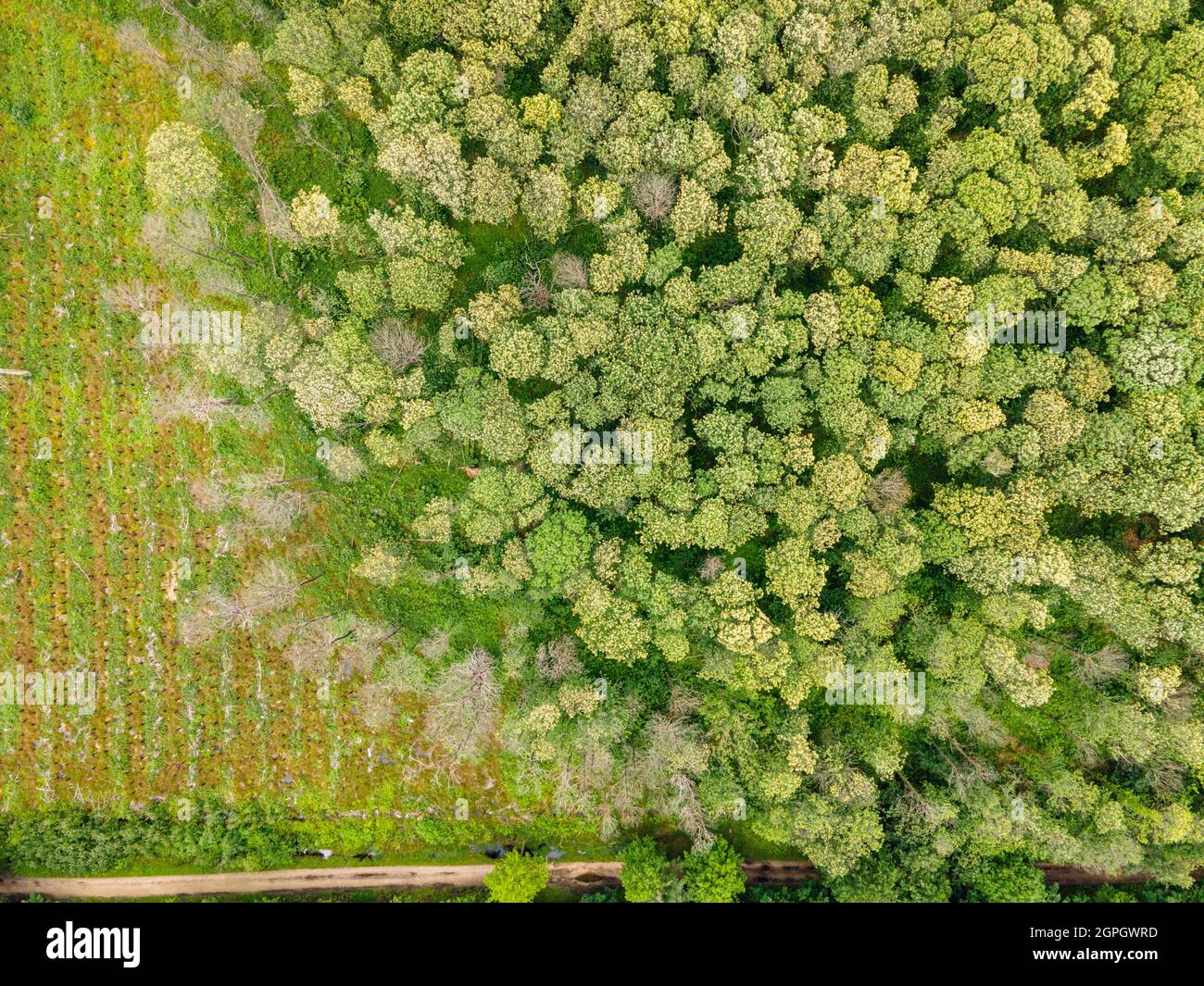 France, Val d'Oise, Montmorency forest, Ink disease (Phytophthora ...