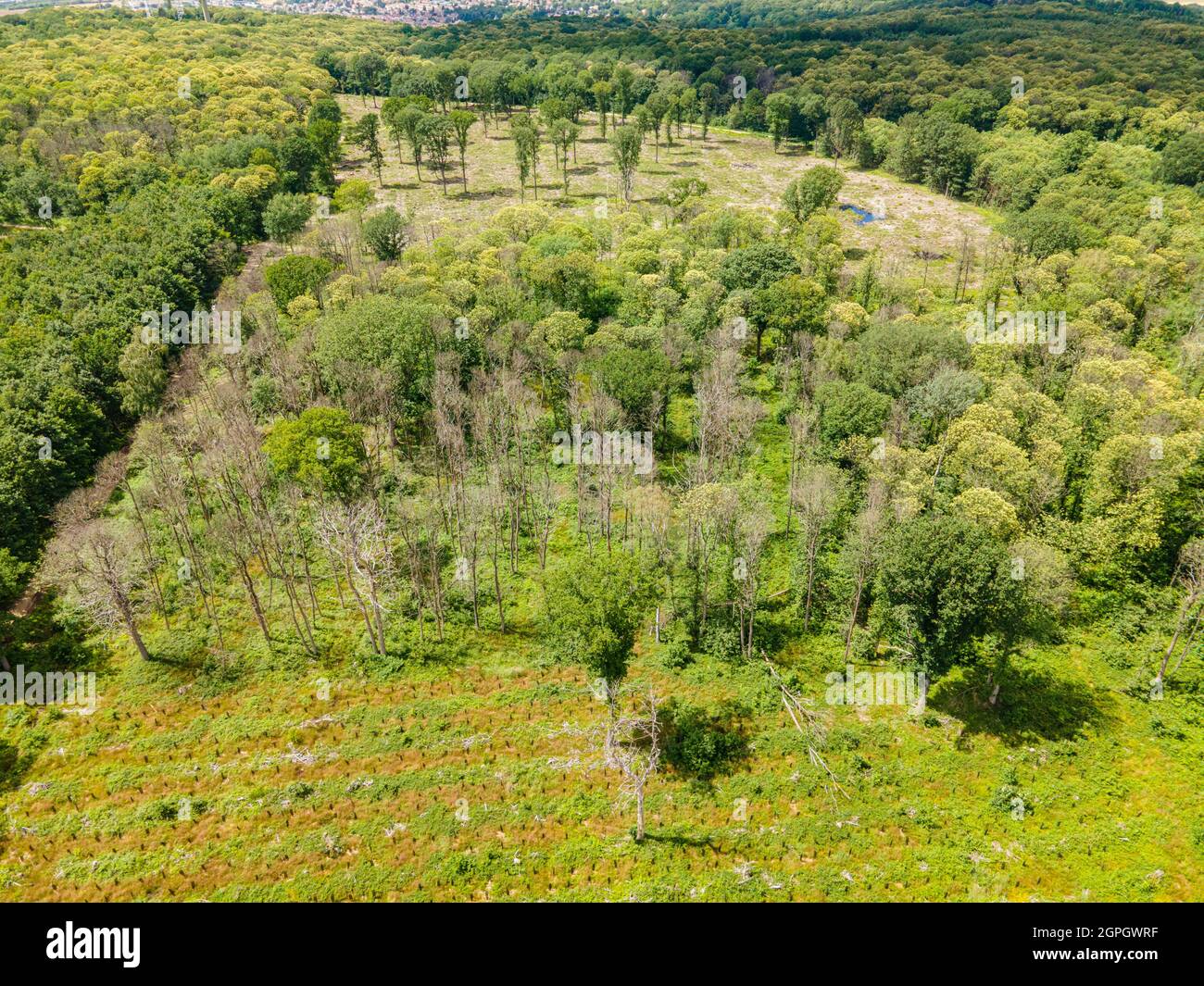 France, Val d'Oise, Montmorency forest, Ink disease (Phytophthora ...