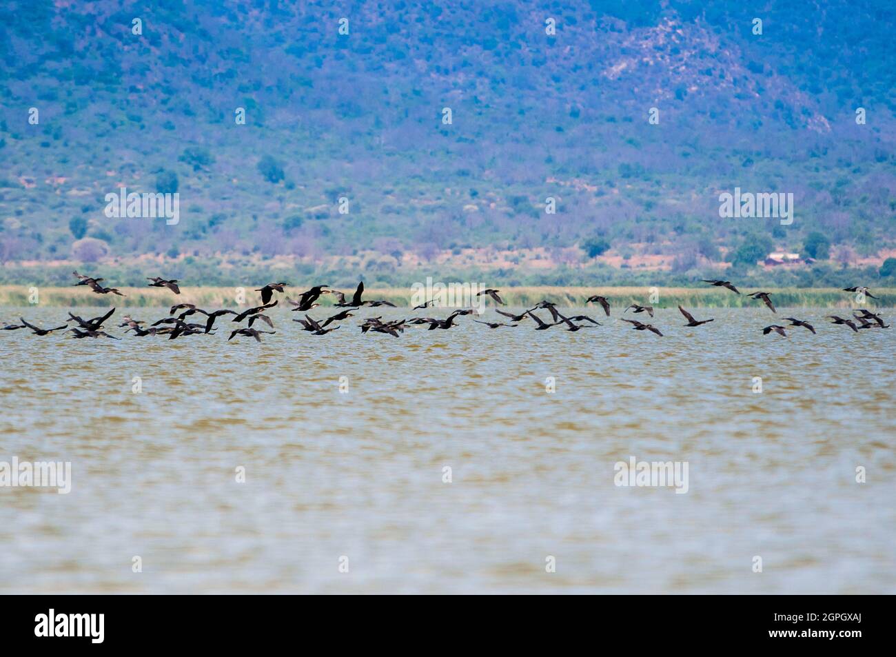 Kenya, Tsavo West National Park, Lake Jipe, White-breasted cormorant ...