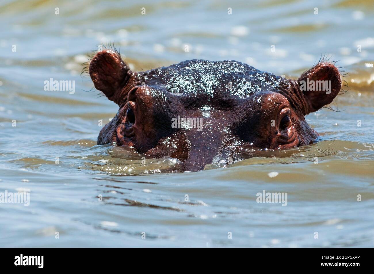 Kenya, Tsavo West National Park, Lake Jipe, Hippopotamus (Hippopotamus ...